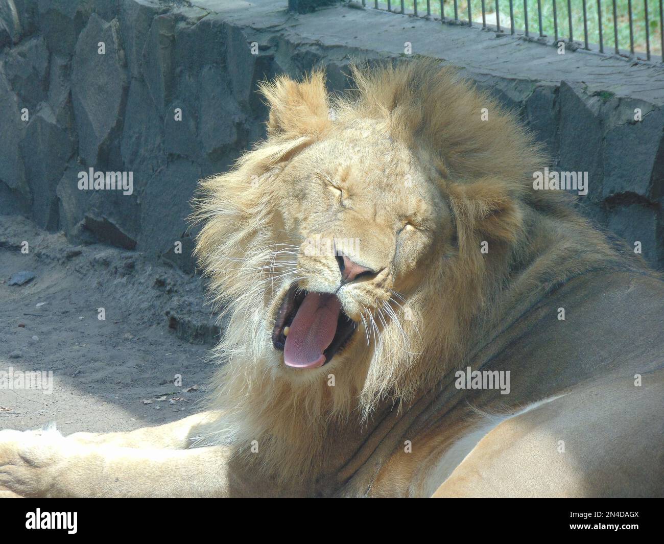 Beautiful lion at zoo. Feline, lion Stock Photo - Alamy