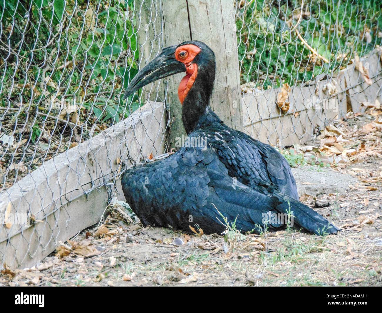 Carnivorous bird hi-res stock photography and images - Alamy