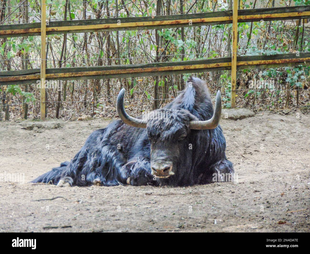 Black yak on the ground in the summer Stock Photo - Alamy