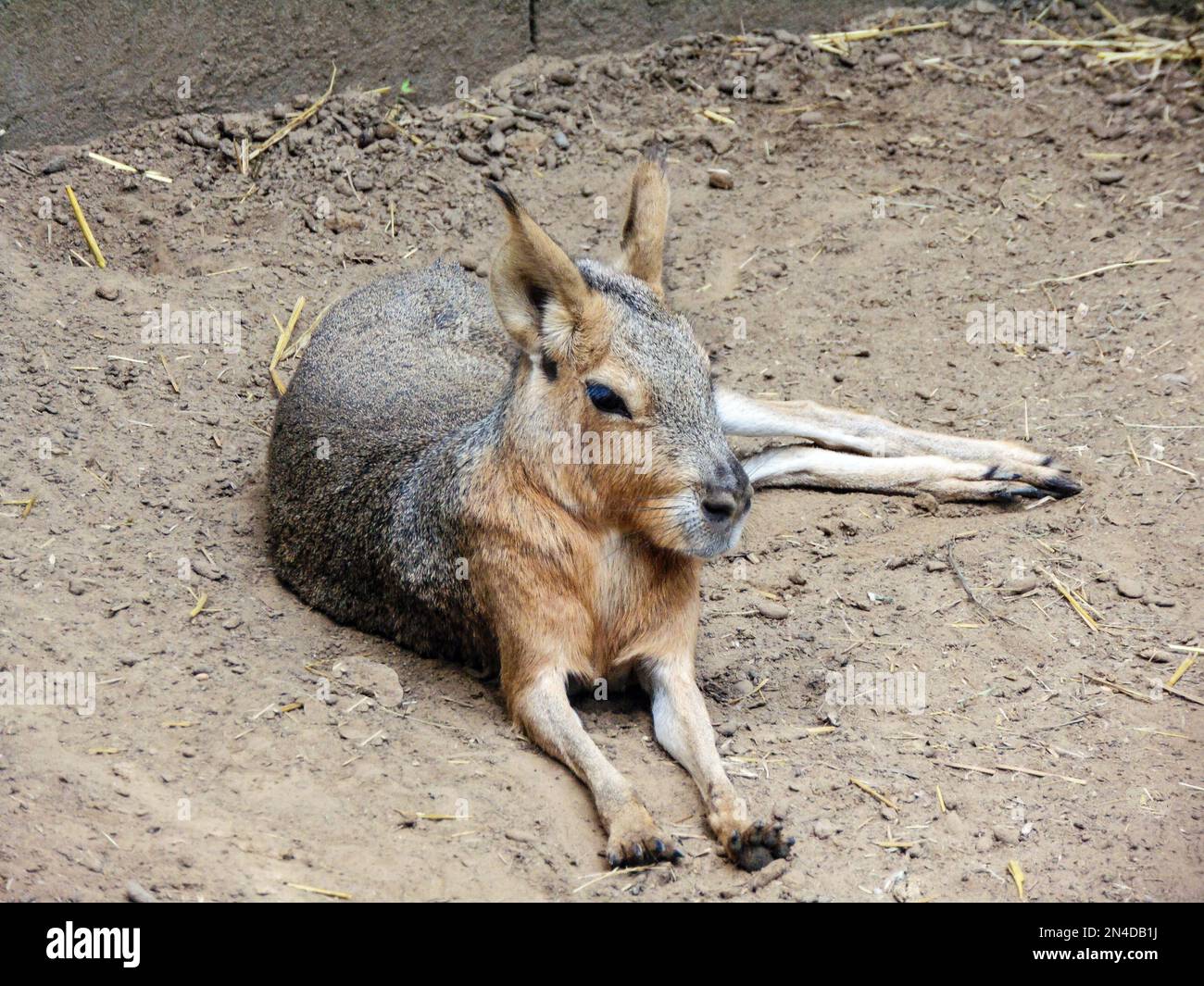 Rabbit patagonia hi-res stock photography and images - Alamy