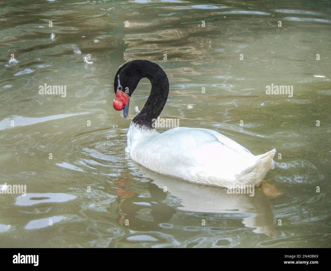 black-necked swan (Cygnus melancoryphus) on water Stock Photo - Alamy
