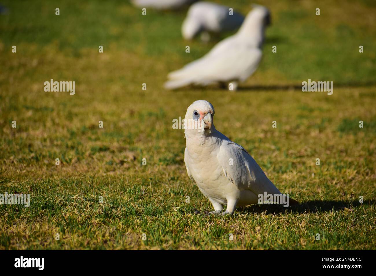 A corella in Perth Stock Photo - Alamy
