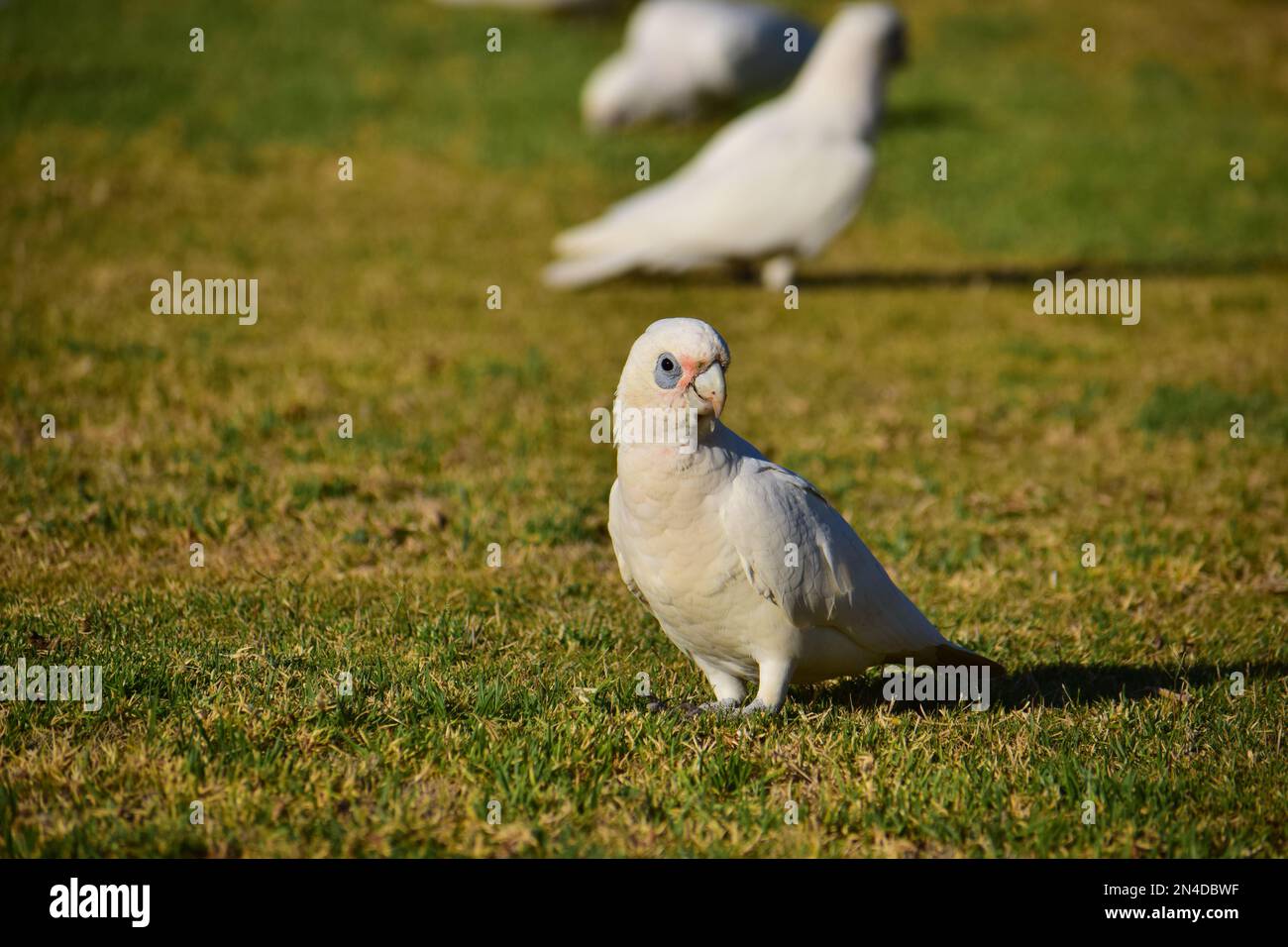 Western corella hi-res stock photography and images - Alamy