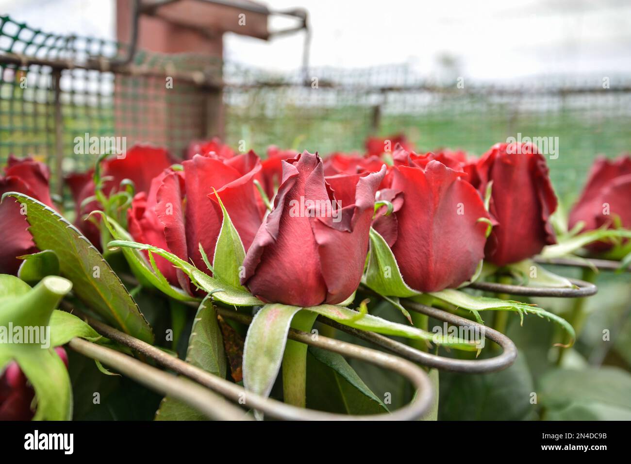 222 003 hi-res stock photography and images - Alamy