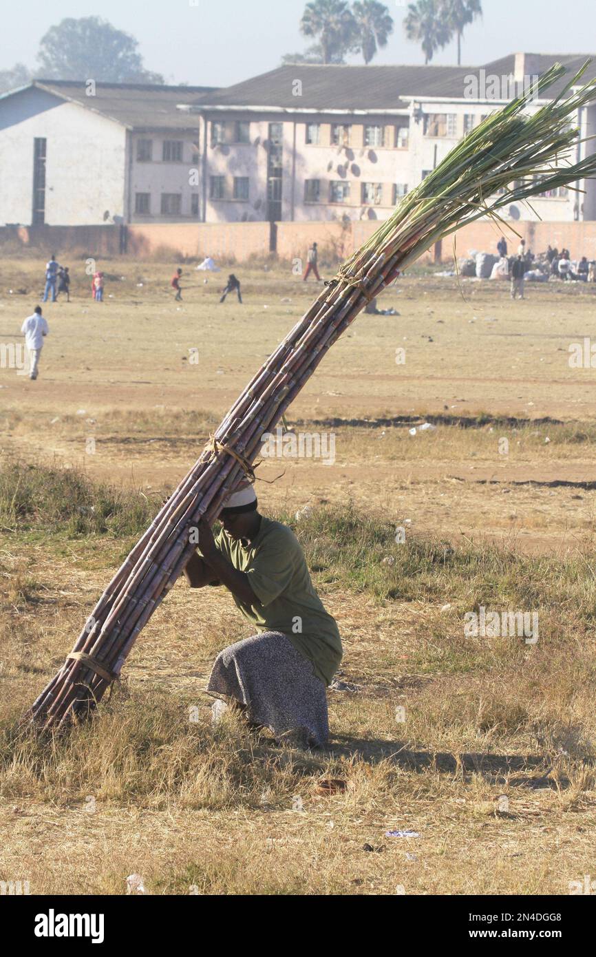 A woman prepares to carry a bunch of sugar cane in Mbare, Harare ...