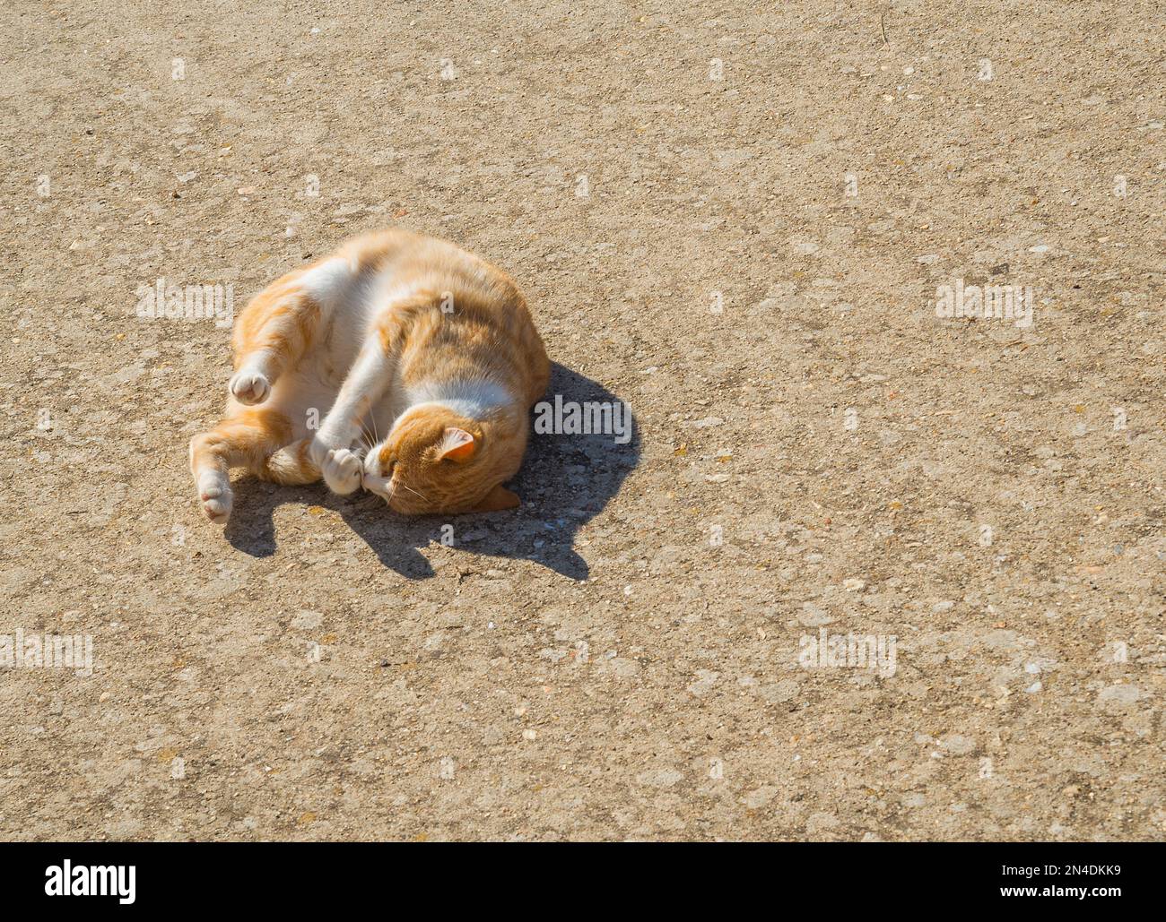 Cat rolling about the ground Stock Photo - Alamy
