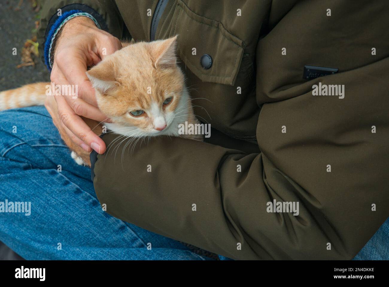 Man holding a kitten Stock Photo - Alamy