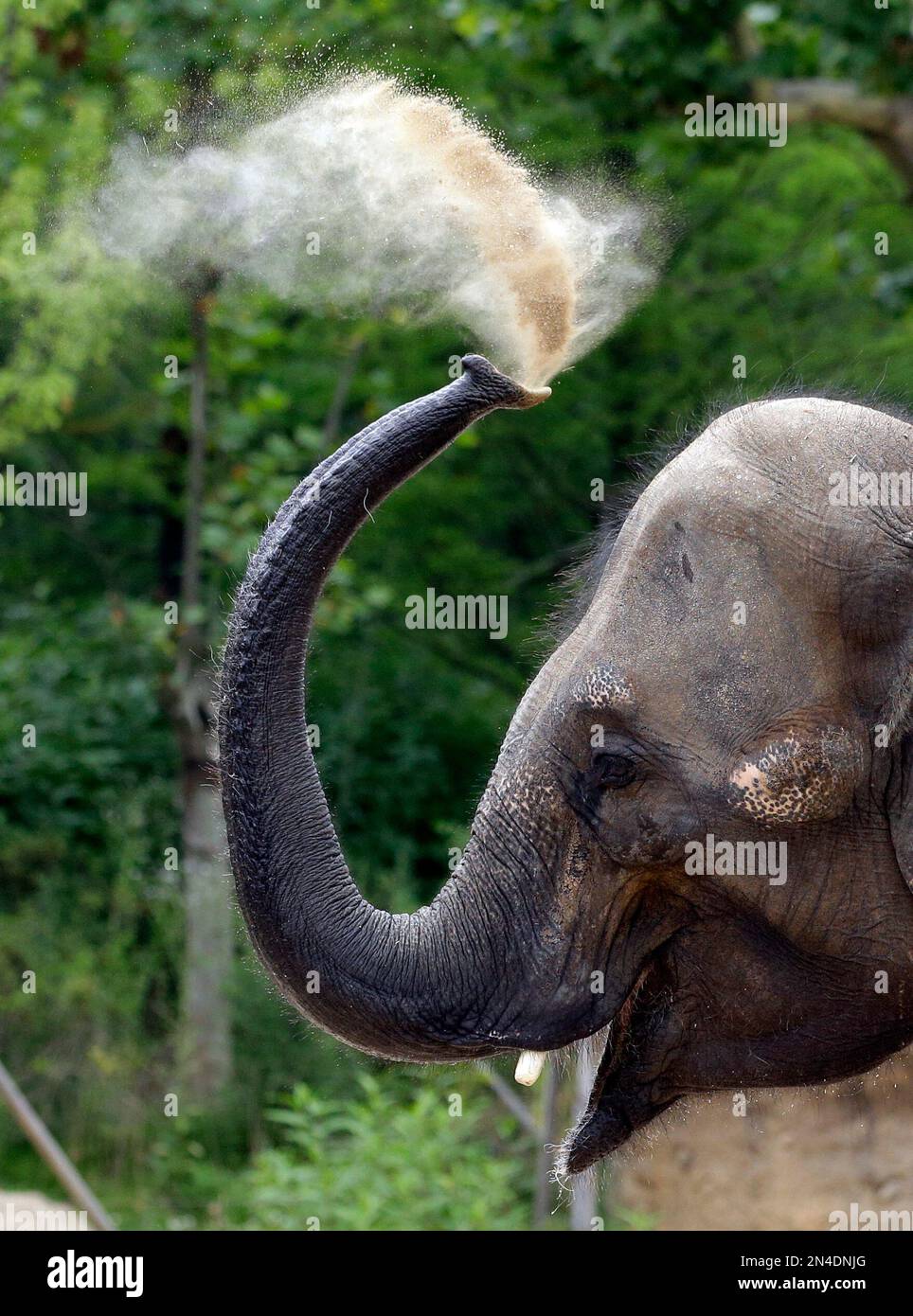 An elephant named Hati sprays herself with sand at the Everland ...