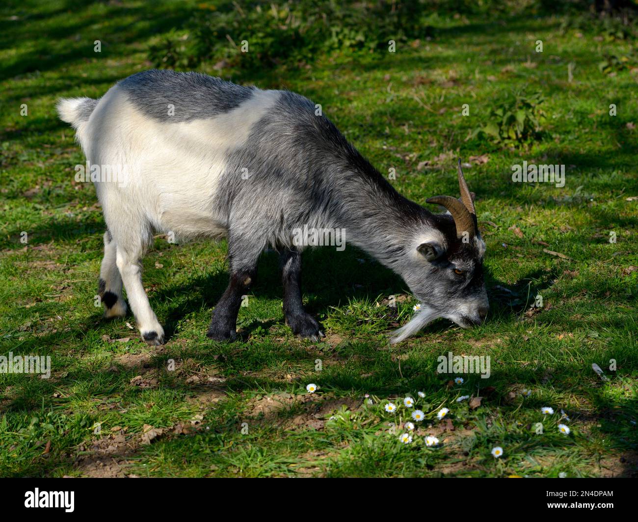 Grey goatee hi-res stock photography and images - Alamy