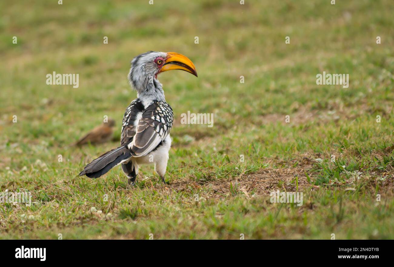 Southern Yellow billed Hornbill, Tockus leucomelas, Botswana, Africa ...