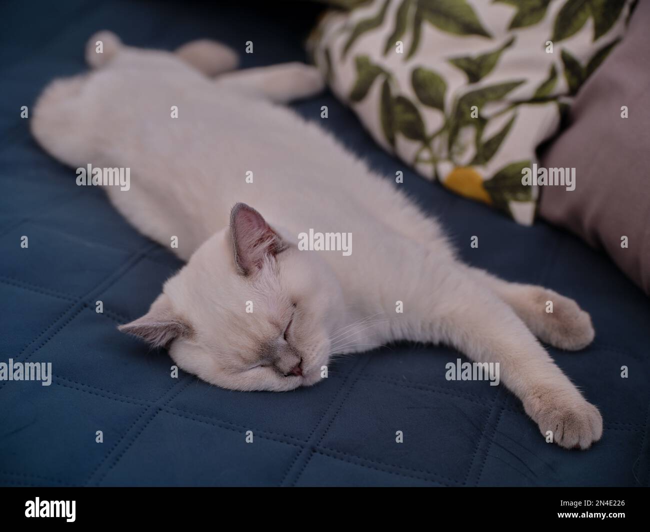 Blue eyed eyes British shorthair kitten cream catkin colorpoint with ...