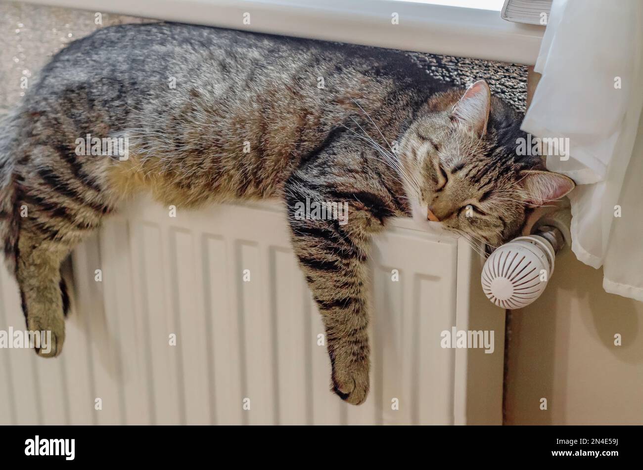 Lies on radiator hi-res stock photography and images - Alamy