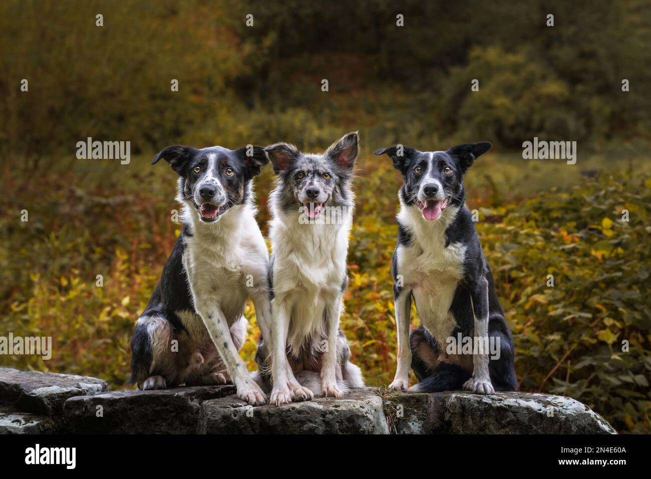 Three Border Collies sitting together on stones with an open mouth and ...