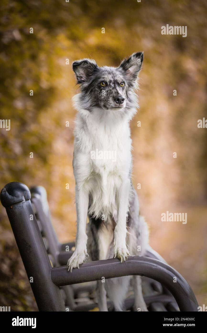 A Border Collie dog sitting on the bench with yellowing trees blurred ...