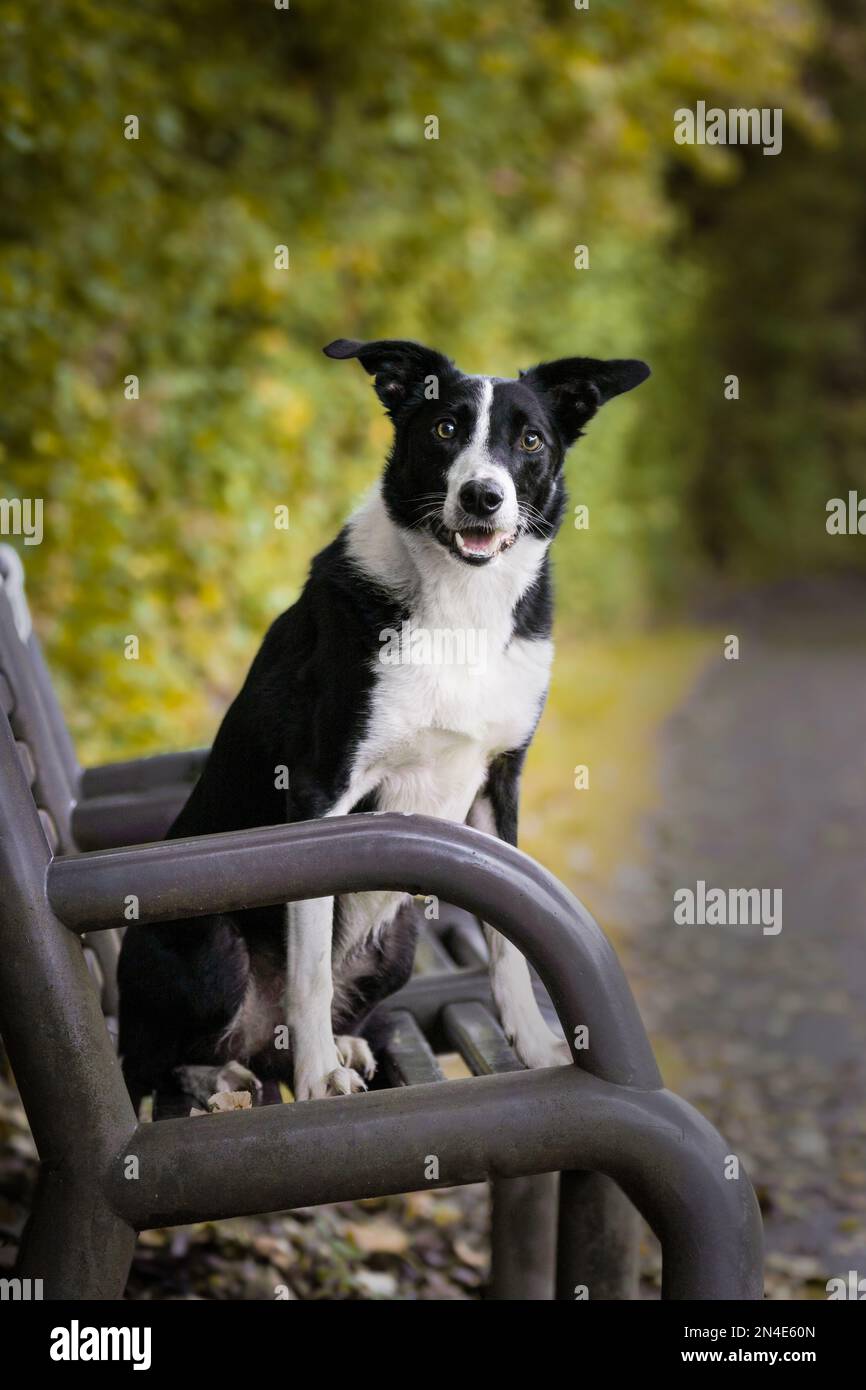 A Border Collie dog sitting on the bench with yellowing trees blurred ...