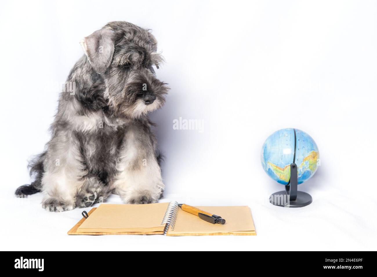 Sad Miniature Schnauzer white and gray color sitting next to a notepad ...