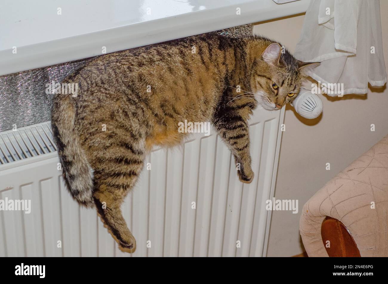House radiator cat hi-res stock photography and images - Alamy