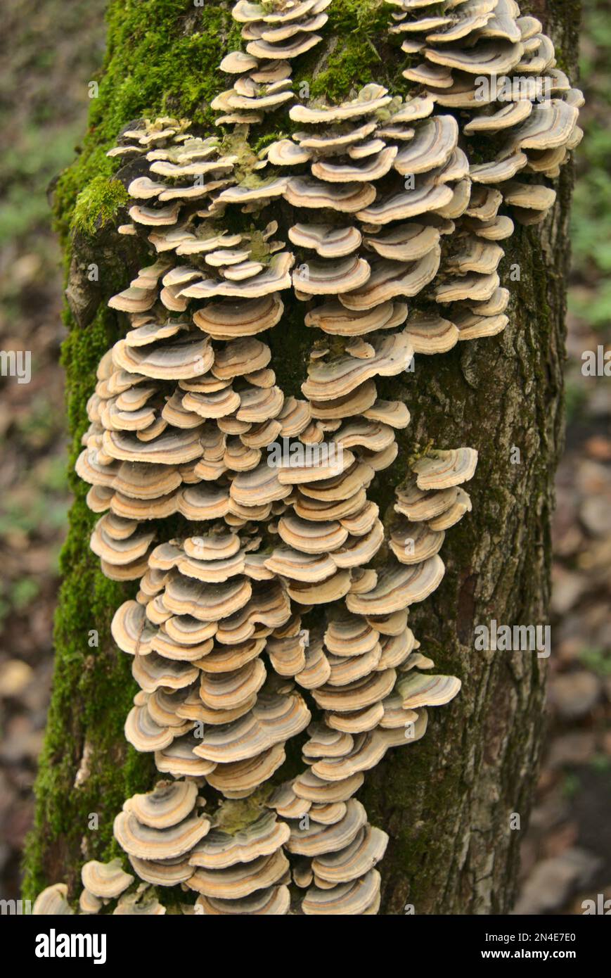 A vertical shot of Arboreal fungus growing on a mossy tree trunk Stock ...