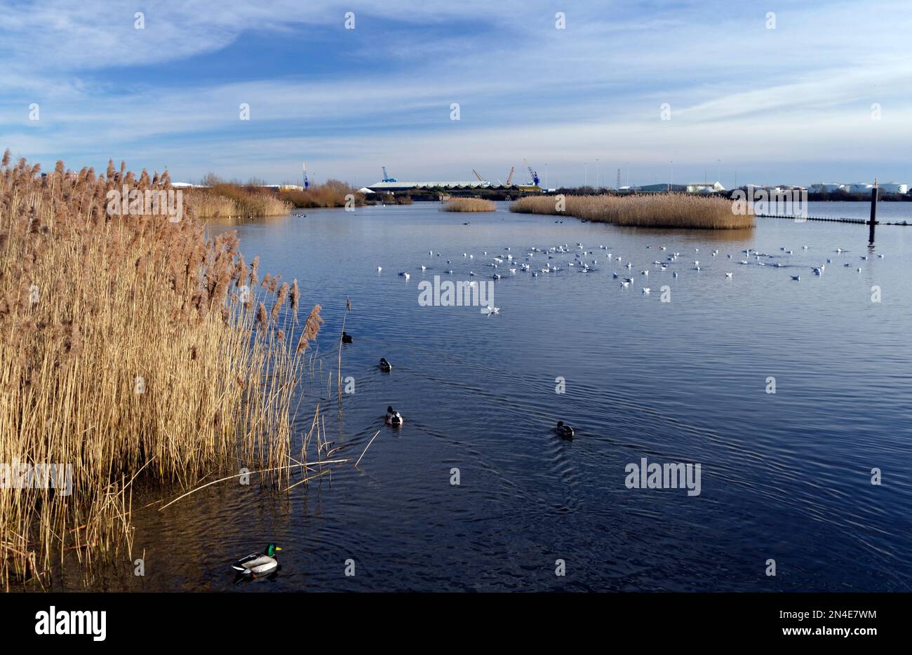 Cardiff Bay Wetlands Nature Reserve, Cardiff Bay, South Wales, UK Stock ...