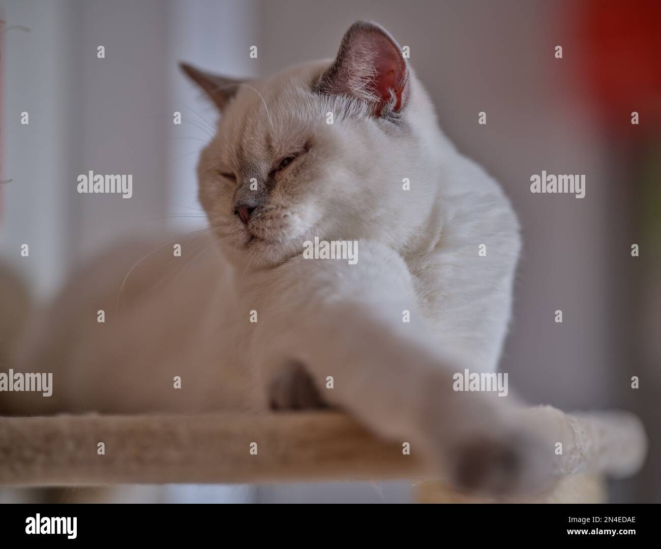 Blue eyed eyes British shorthair kitten cream catkin colorpoint with ...