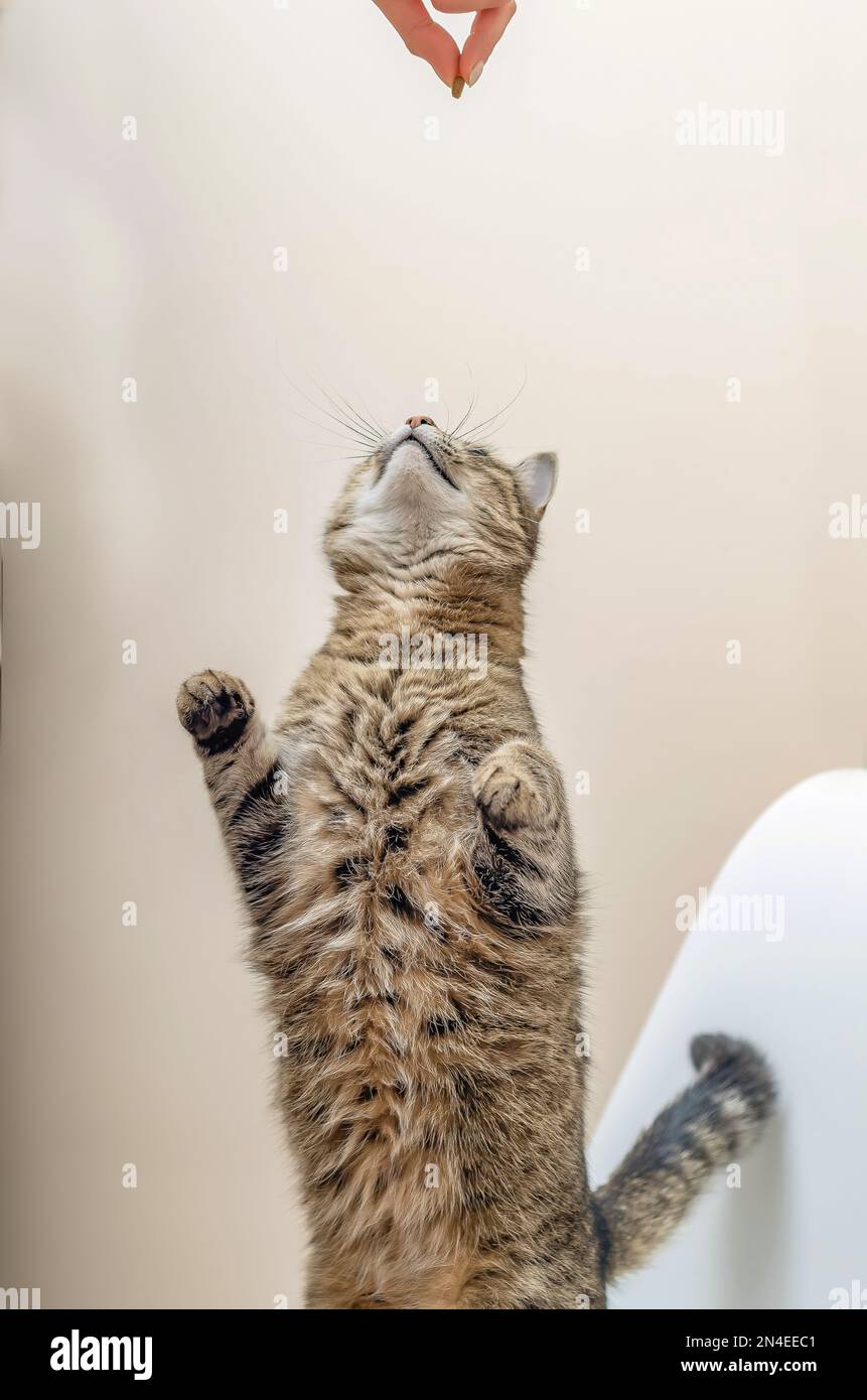 Domestic cat raised on its hind legs gets food Stock Photo - Alamy
