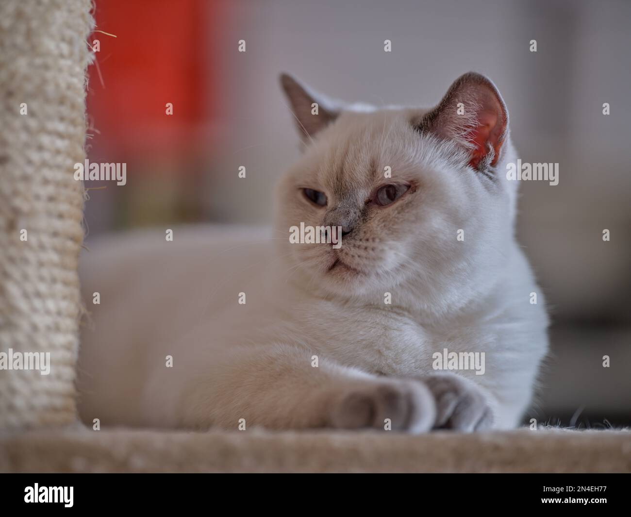 Blue eyed eyes British shorthair kitten cream catkin colorpoint with ...