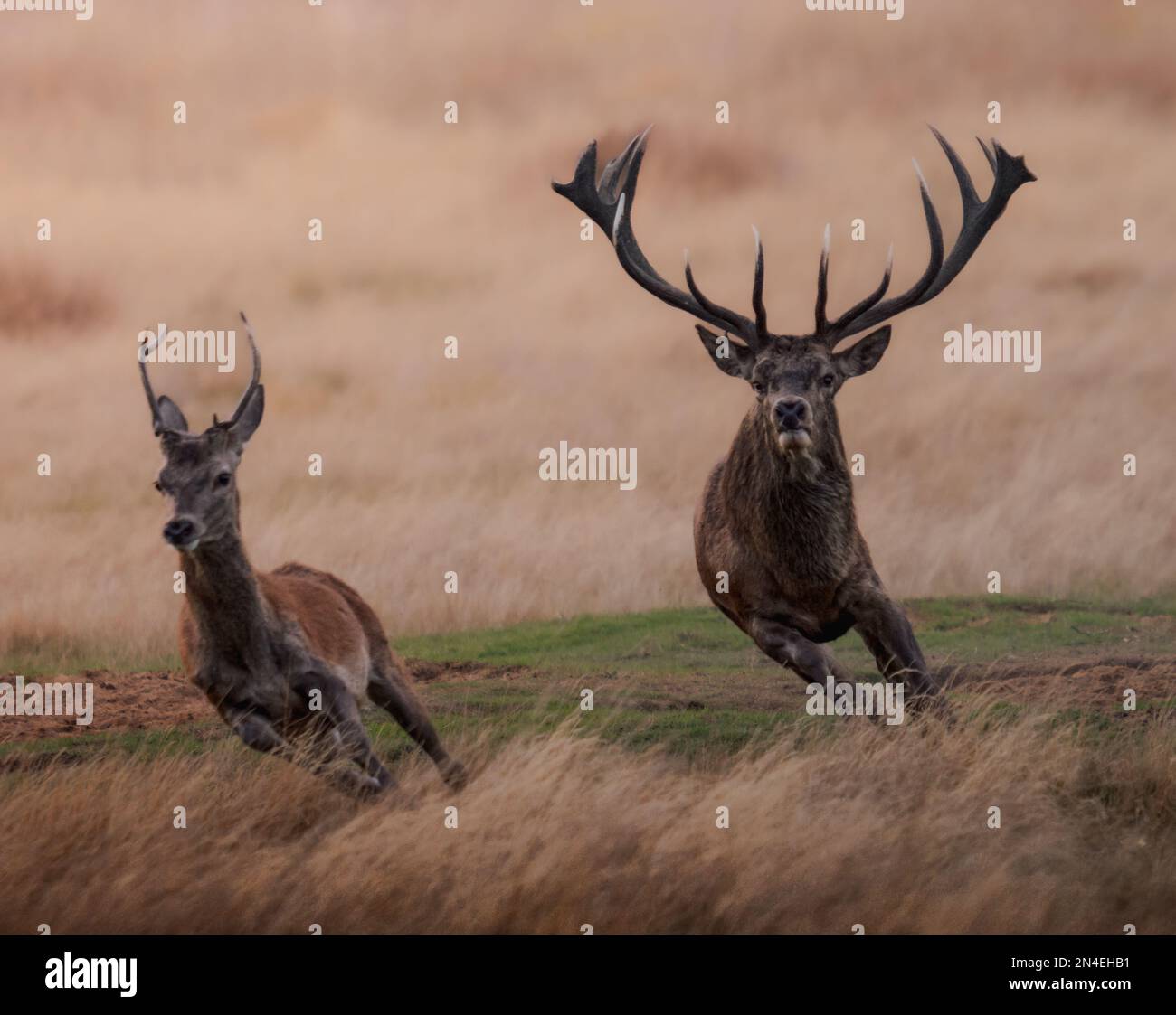 A beautiful shot of a couple of deer running on a rural field Stock ...