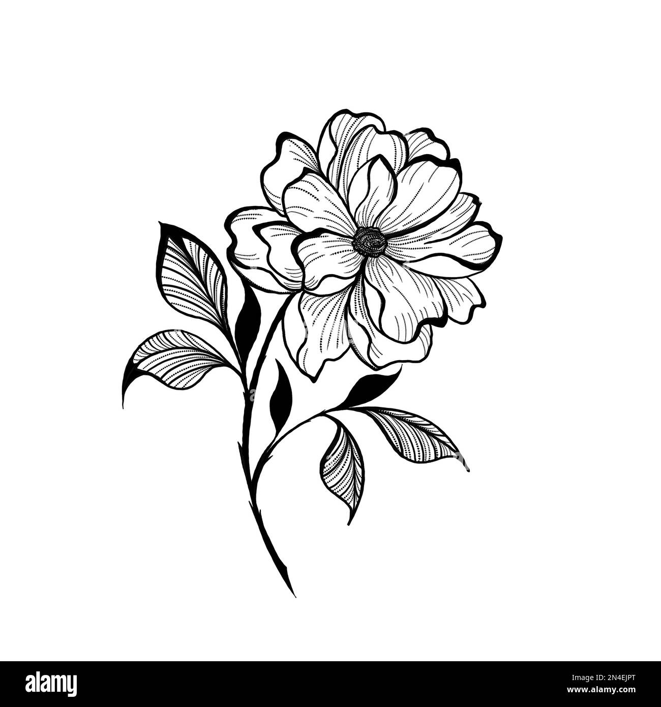 flower in line art style. Black and white line illustration of daisy ...