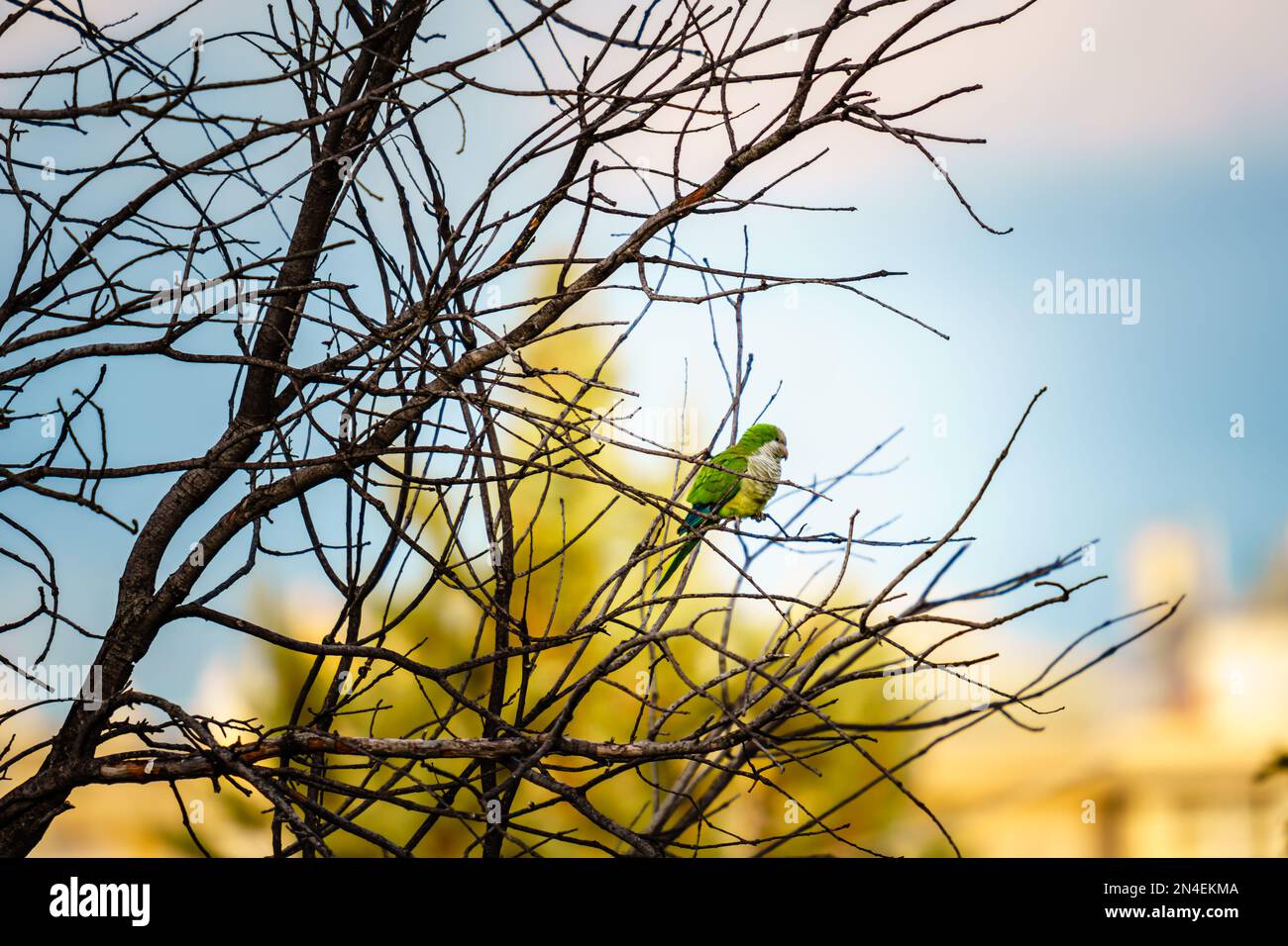 Monk parakeet also known as the Quaker parrot, is a species of true ...