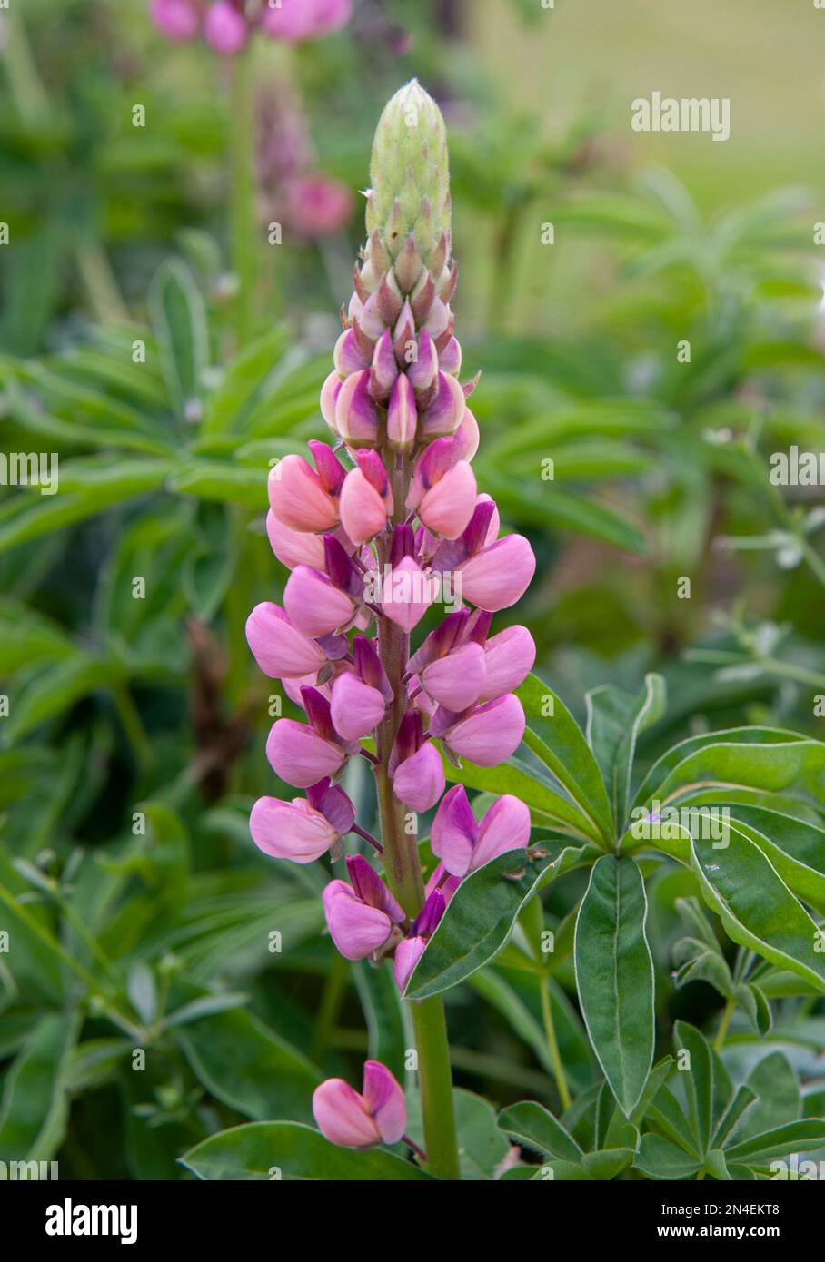 Cat in the flower garden hi-res stock photography and images - Alamy