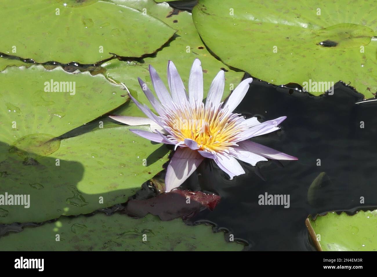 flowers of nenuphar Nymphaea with leaves lotus flower float in pond ...