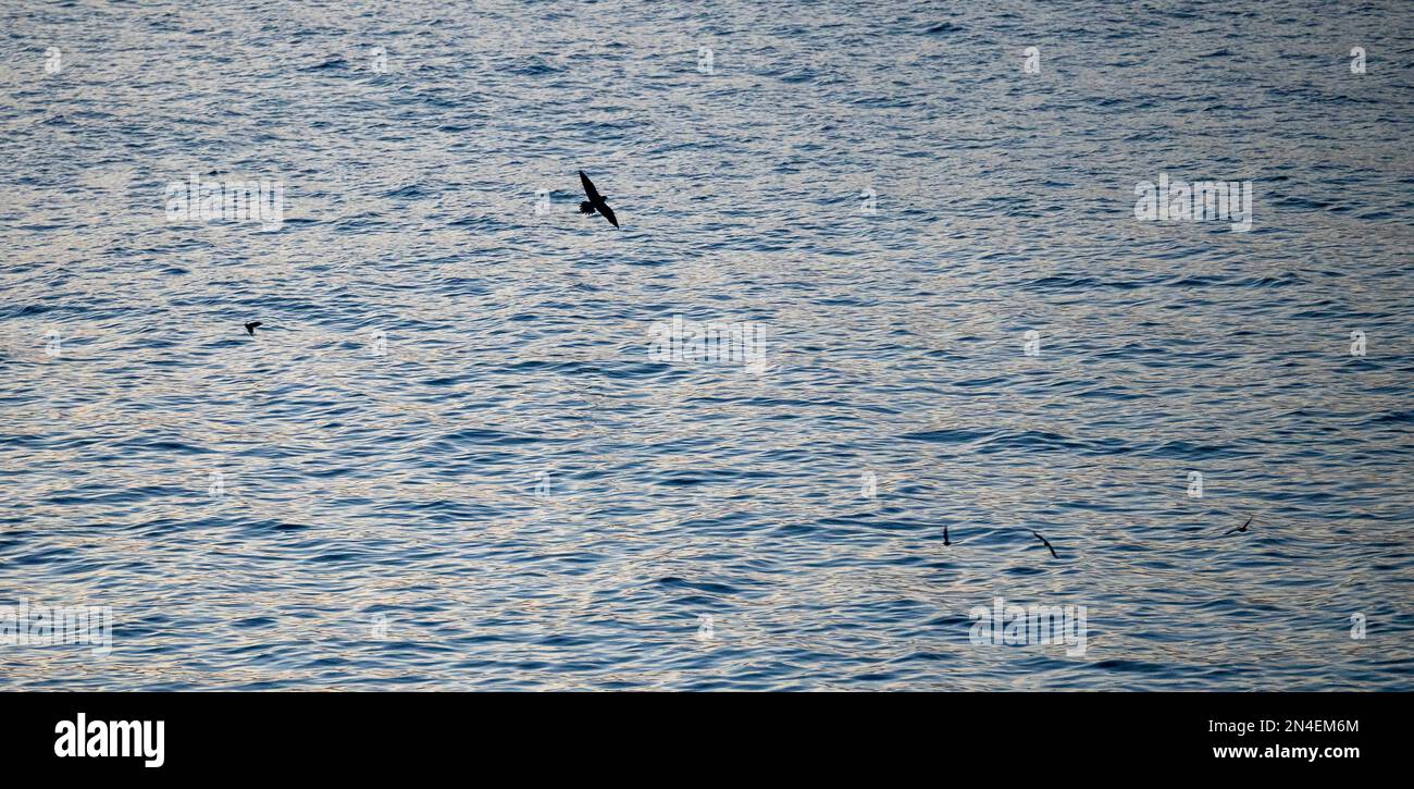 Brighton peregrine falcon hi-res stock photography and images - Alamy