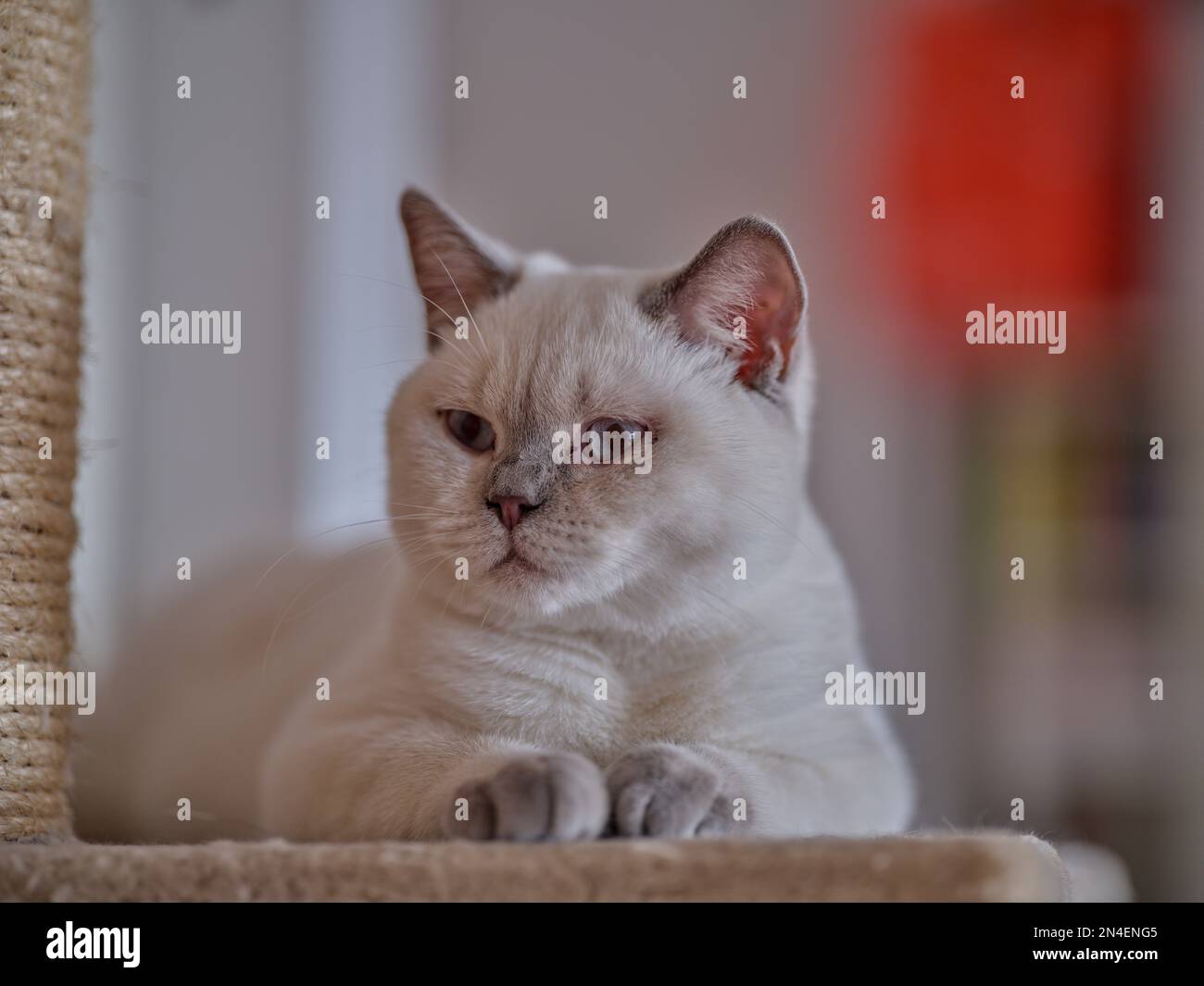 Blue eyed eyes British shorthair kitten cream catkin colorpoint with ...