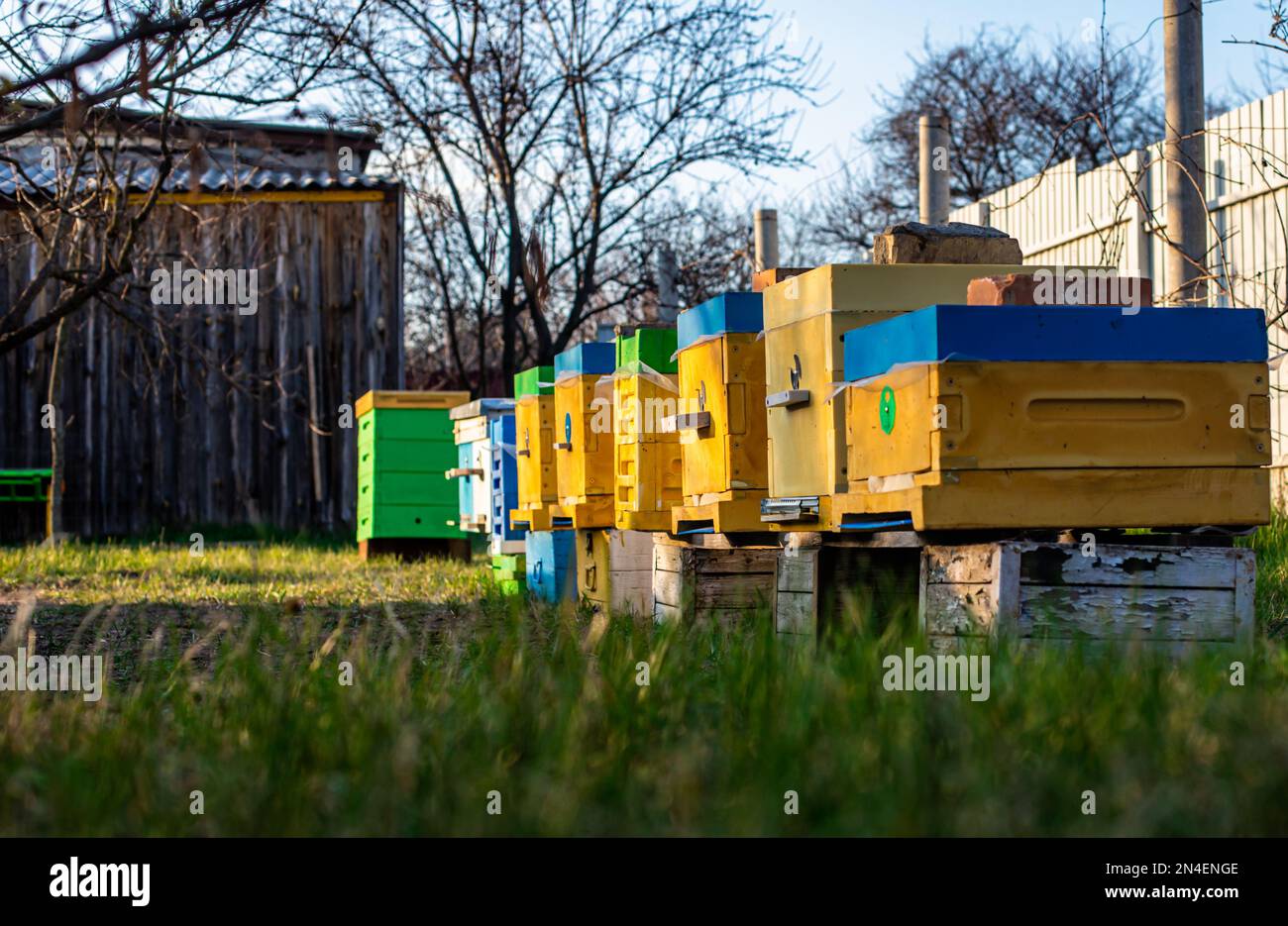 Colorful wooden and plastic hives against blue sky in summer. Apiary ...