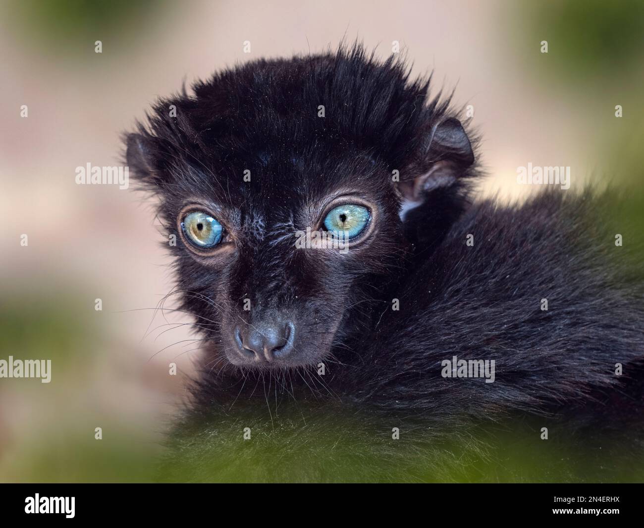 Lemur hands hi-res stock photography and images - Alamy