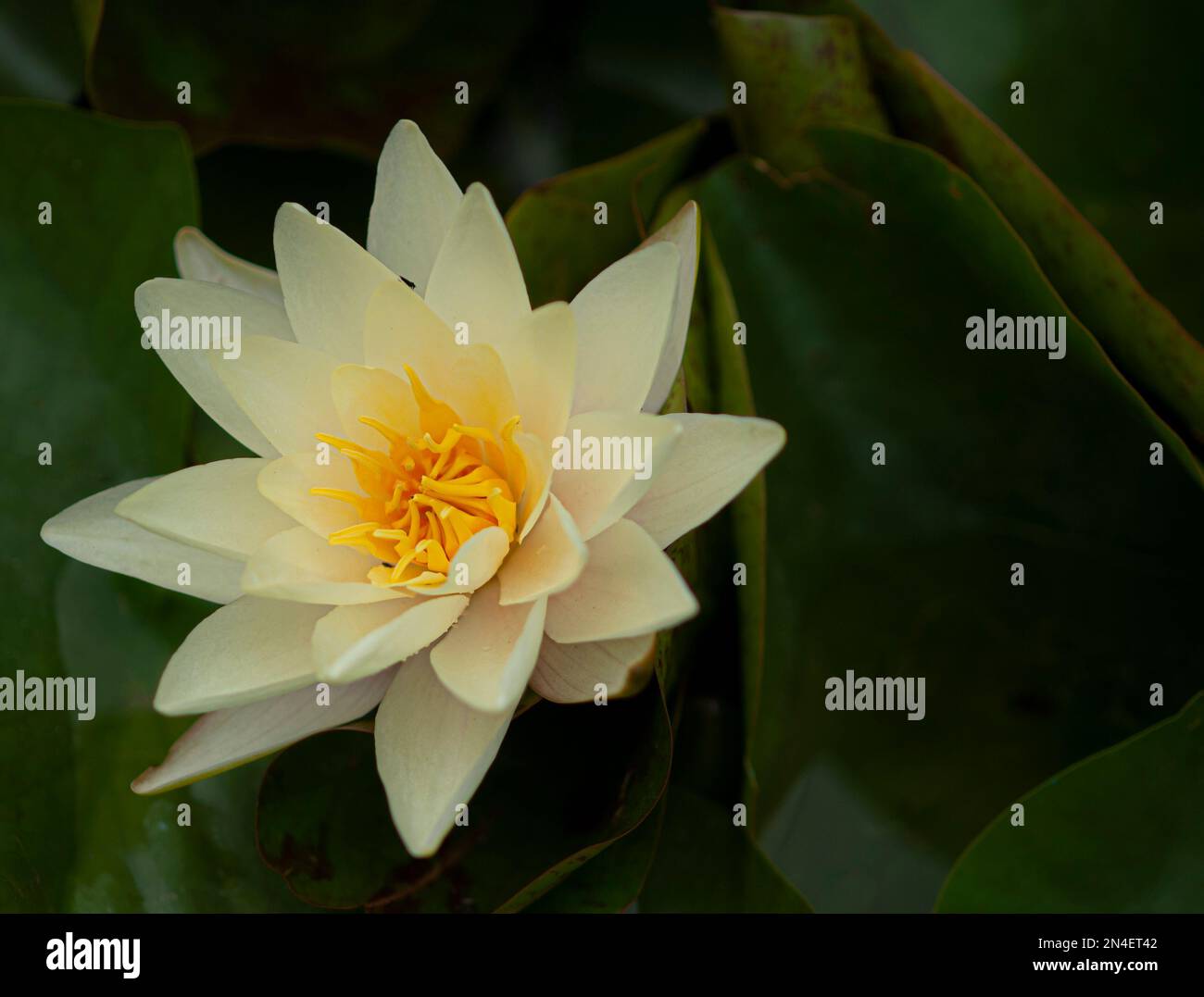 Lemon water lilly hi-res stock photography and images - Alamy