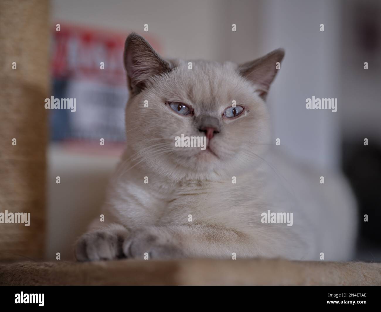 Blue eyed eyes British shorthair kitten cream catkin colorpoint with ...