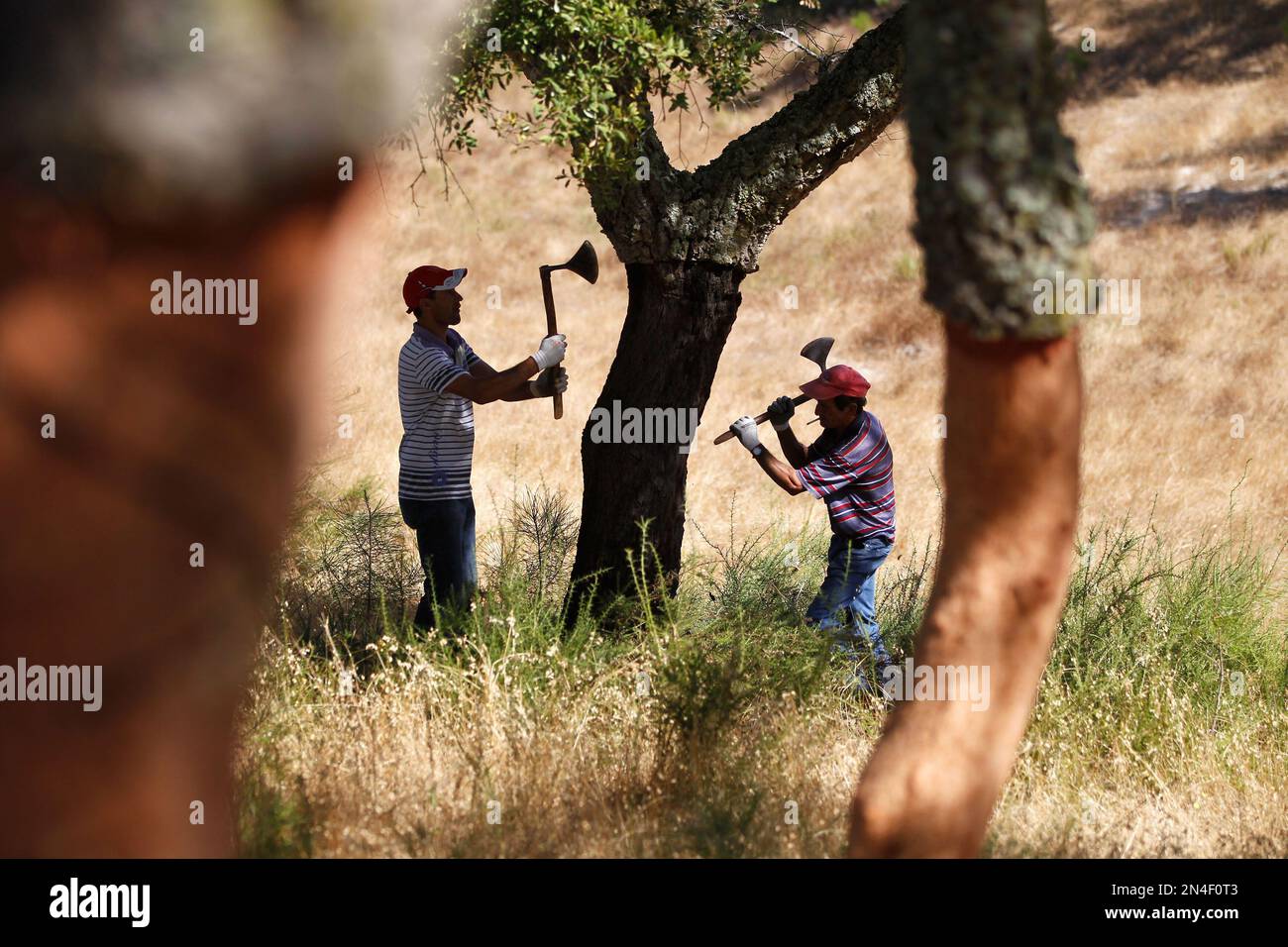 FILE - In this July, 18, 2011 file photo, workers use their steel axes ...