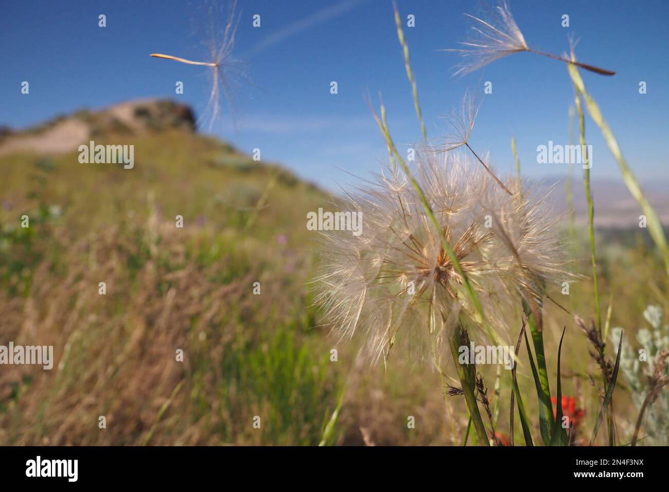 Dandelion flower with flying dandelion seeds hi-res stock photography ...