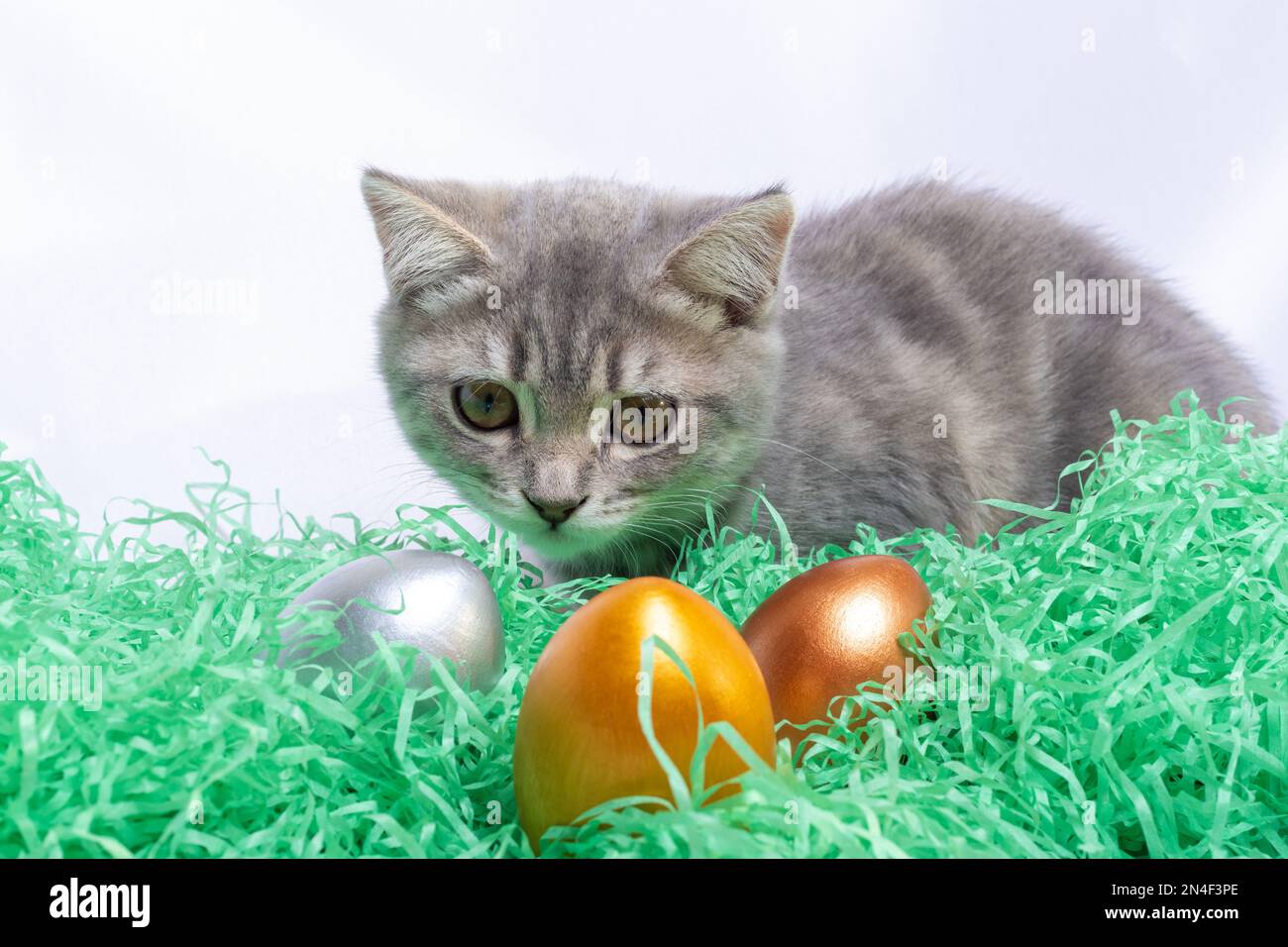 Little gray kitten lying on a paper straw and playing with Easter eggs ...