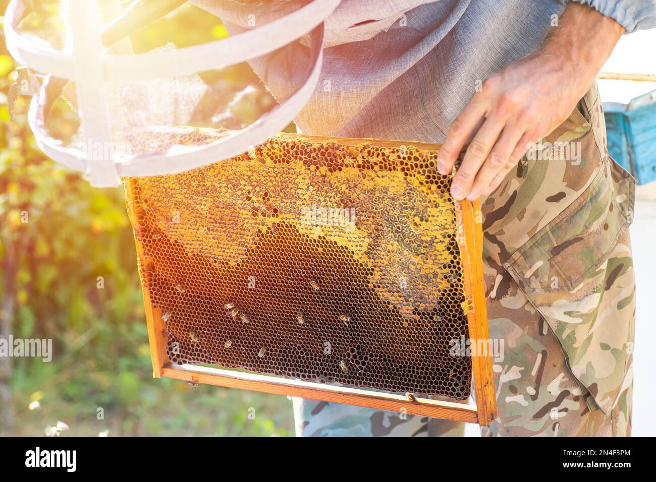 Beekeeper control situation in bee colony. Frame with foundation with ...