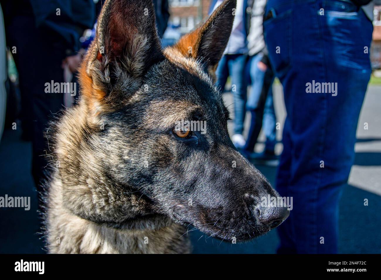 Serious german shepherd hi-res stock photography and images - Alamy