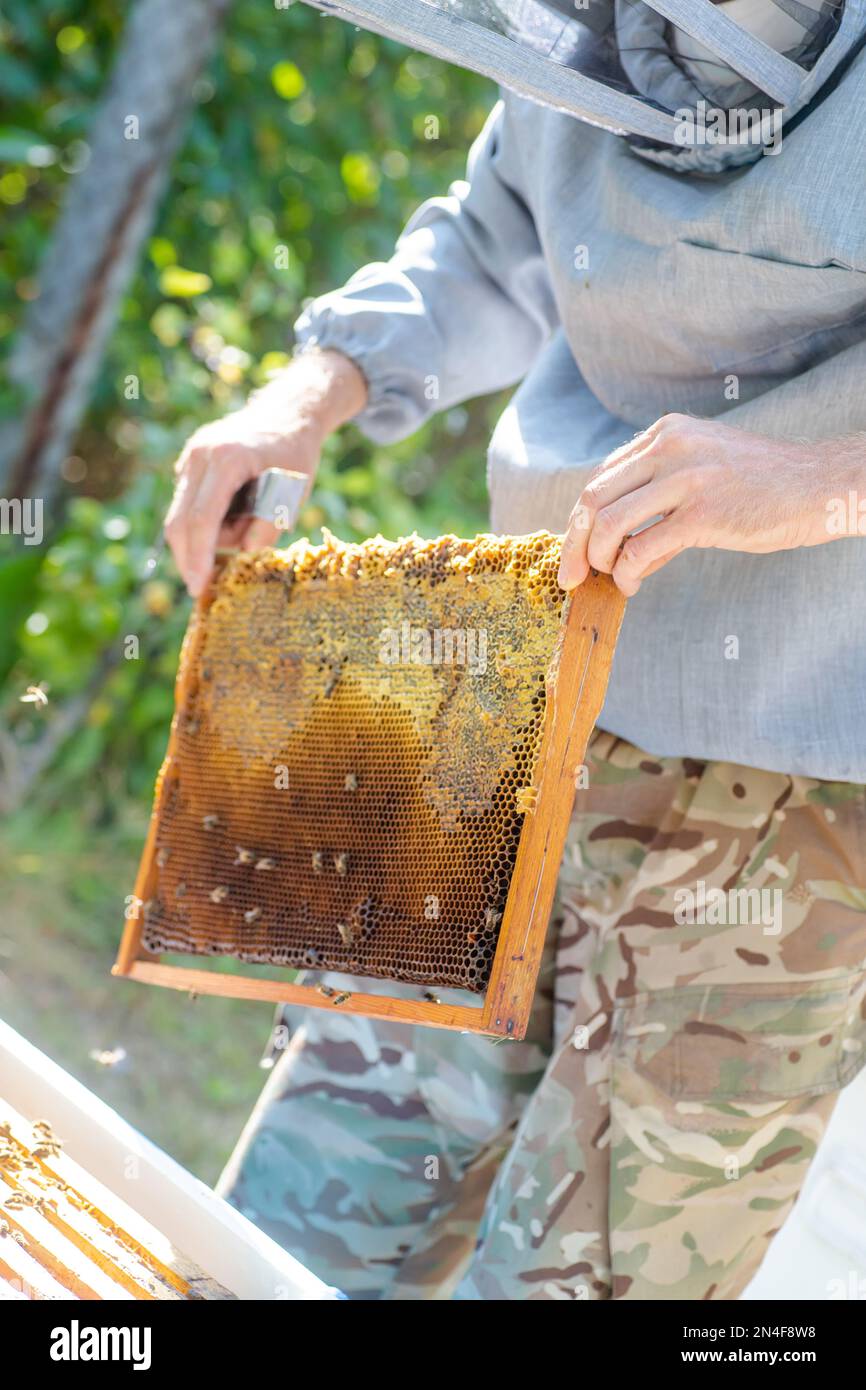 beekeeper swipes bees from frame, uniting bee family and puts frame ...