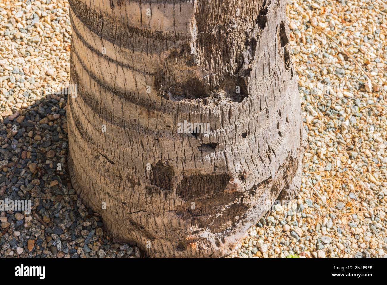 Close-up view of ground part of palm tree damaged of insects Stock ...