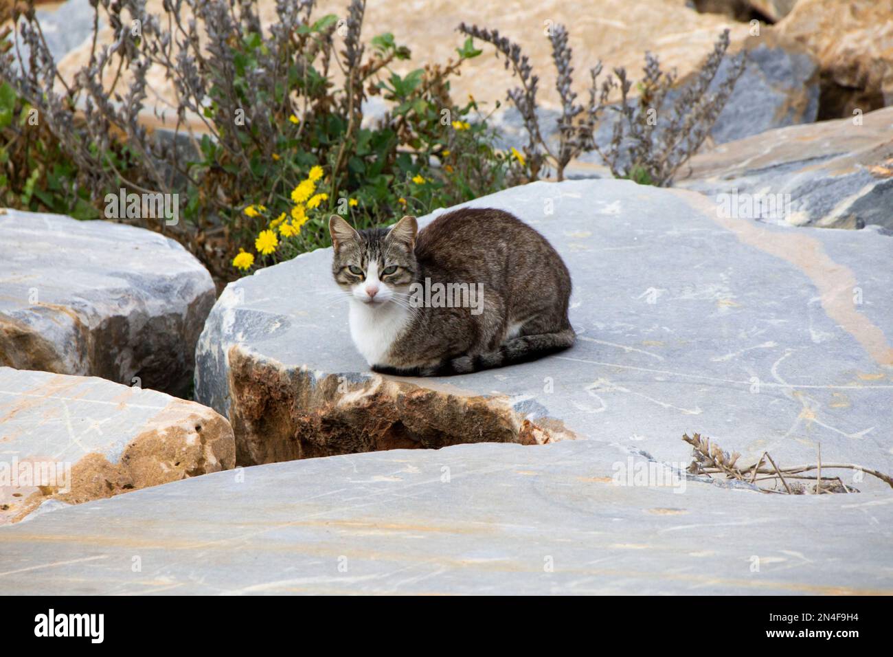 Kitten sitting on rock hi-res stock photography and images - Alamy