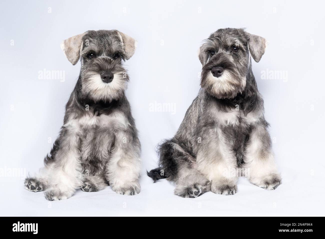 Two white and gray miniature schnauzer dogs sit side by side on a light ...