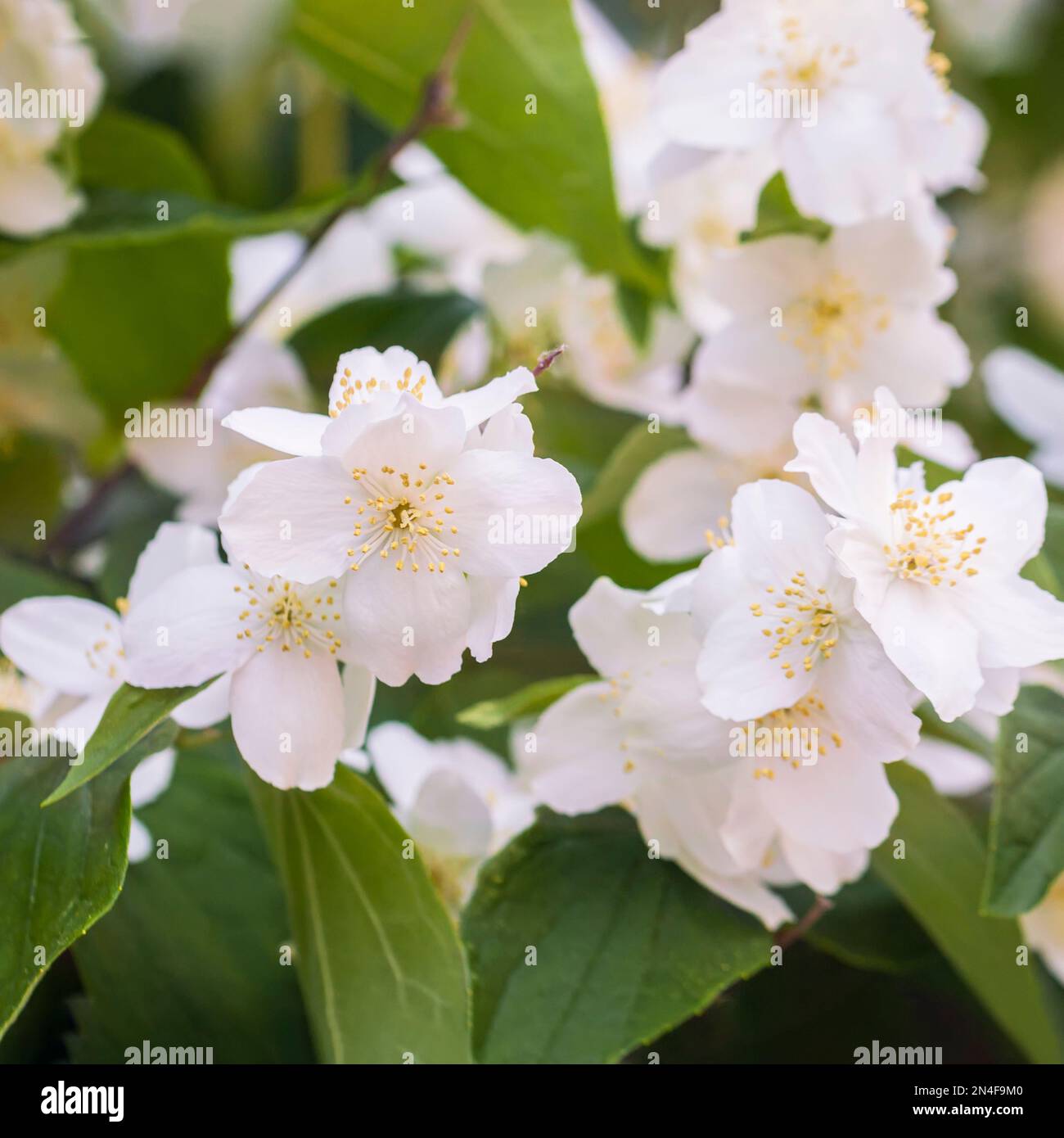 White flowers of Sweet mock-orange Philadelphus coronarius in garden ...