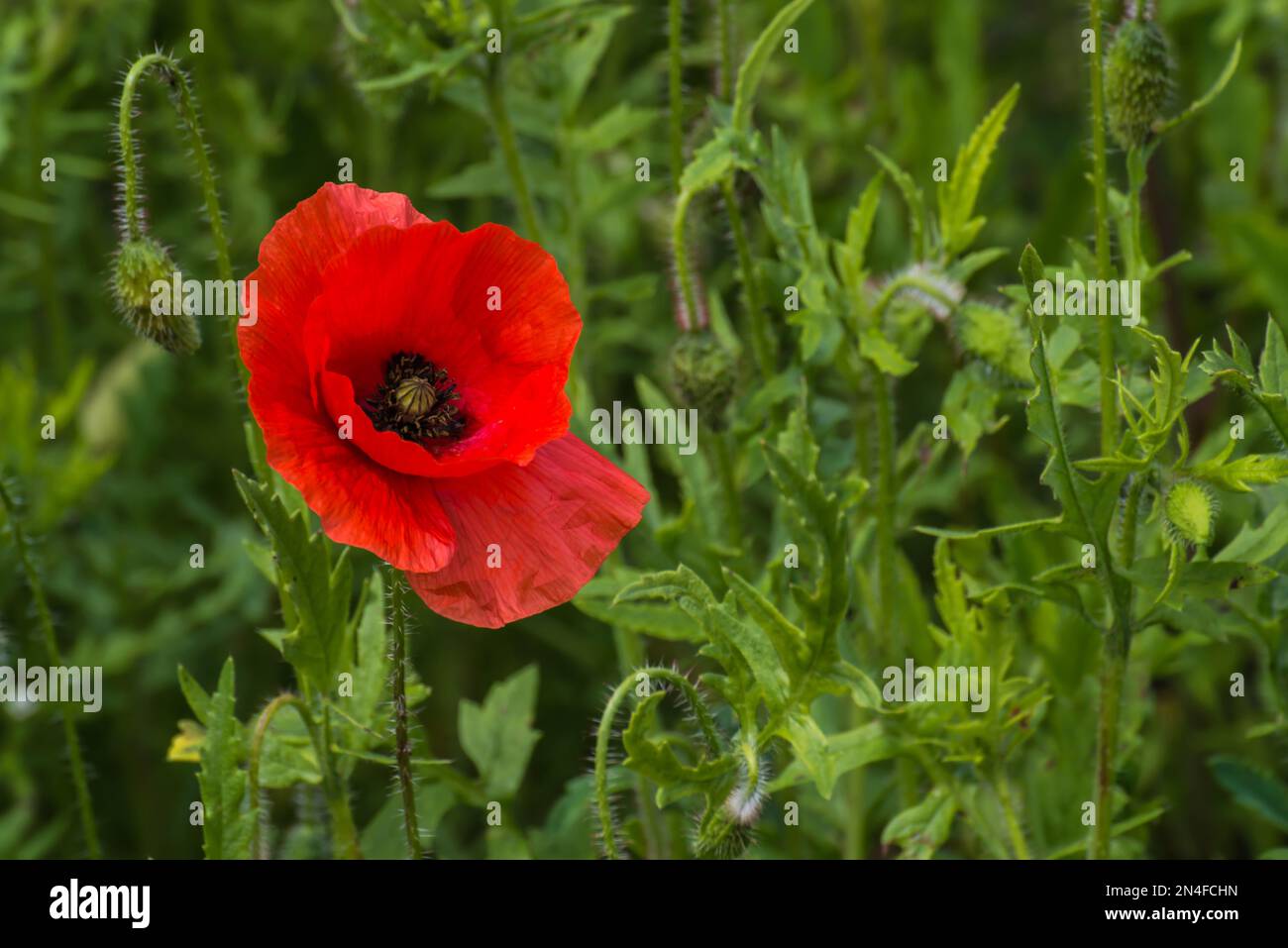 A single red poppy (papaver rhoeas) in full bloom Stock Photo - Alamy