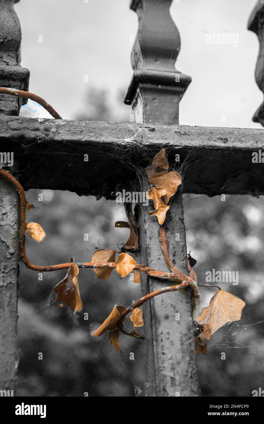Dead dried up ivy and cobwebs on iron railings Stock Photo - Alamy