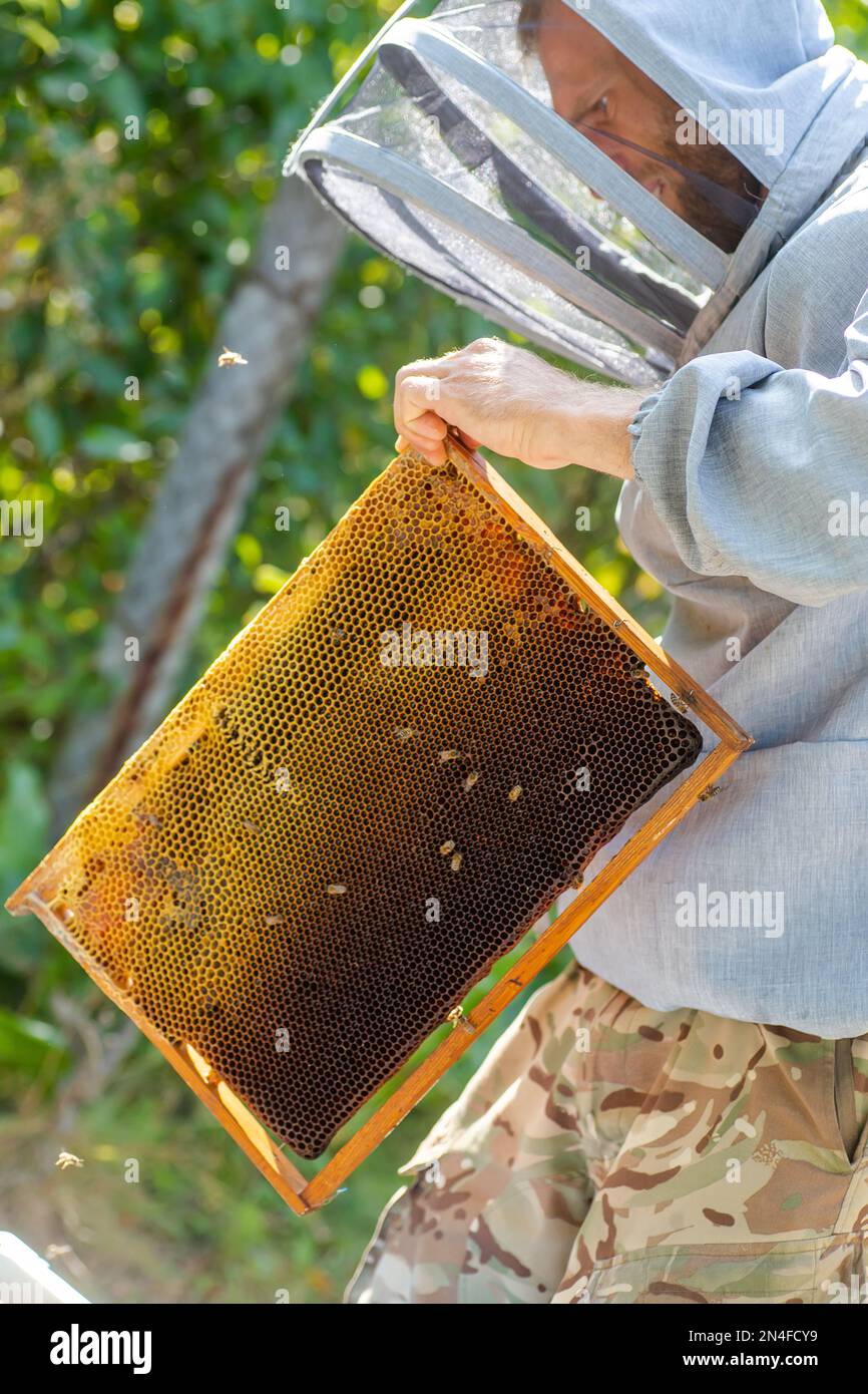 beekeeper swipes bees from frame, uniting bee family and puts frame ...